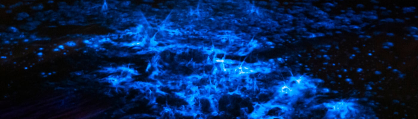 When Is The Best Time To See Bioluminescence In Puerto Rico?