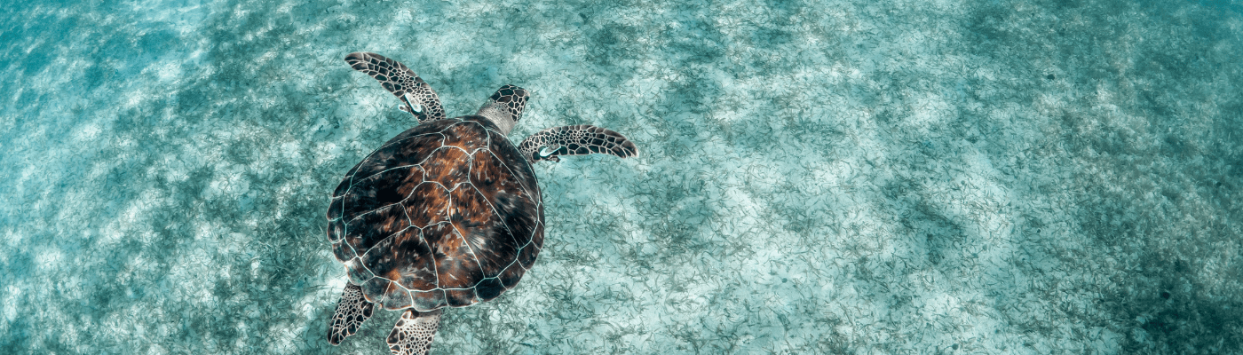25 Best Snorkel Spots In Puerto Rico (2024) - All You Need To Know