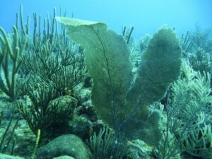 30 Best Scuba Diving Sites In Puerto Rico (2023) - All You Need To Know