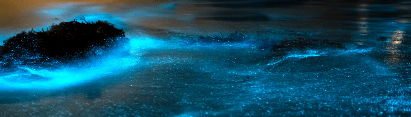 11 Best Bioluminescent Bay Kayak Tours In Puerto Rico (2023)