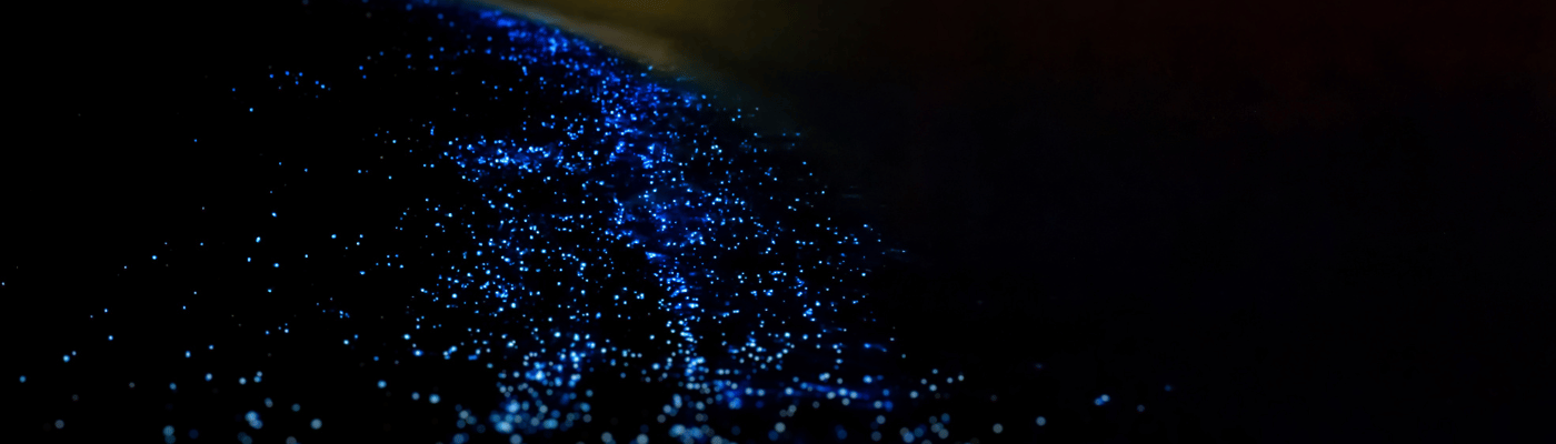 Mosquito Bay In Vieques, Puerto Rico (2025) - All You Need To Know