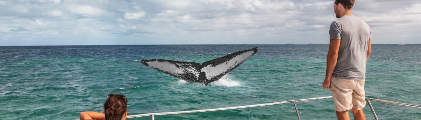 Whale Watching In Puerto Rico (2023) - All You Need To Know