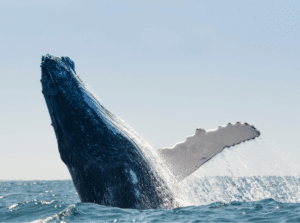 Whale Watching In Puerto Rico (2023) - All You Need To Know